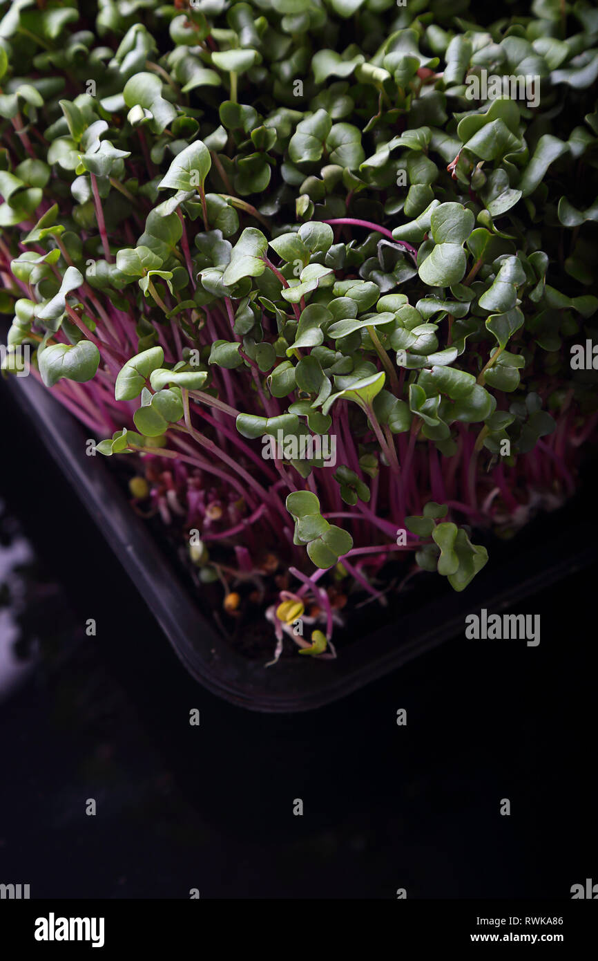 Healthy breeding hi-res stock photography and images - Alamy