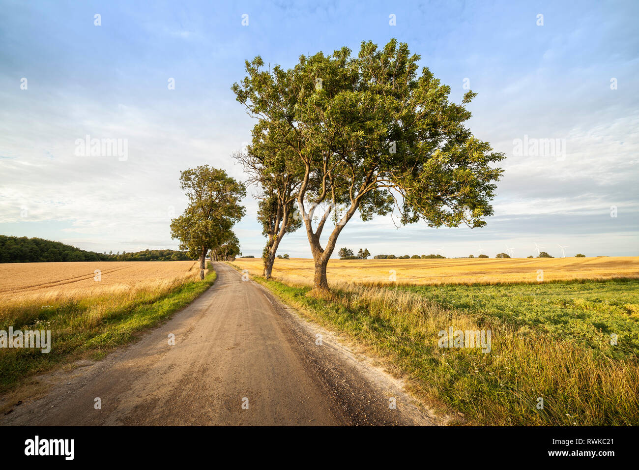 Swedish trees hi-res stock photography and images - Alamy