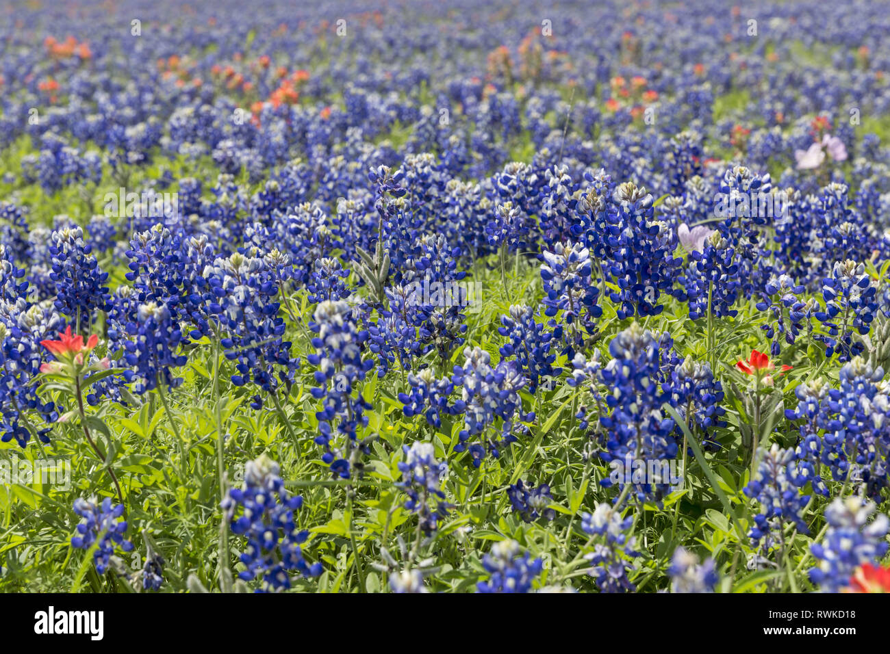 Texas hill country bluebonnets hi-res stock photography and images - Alamy