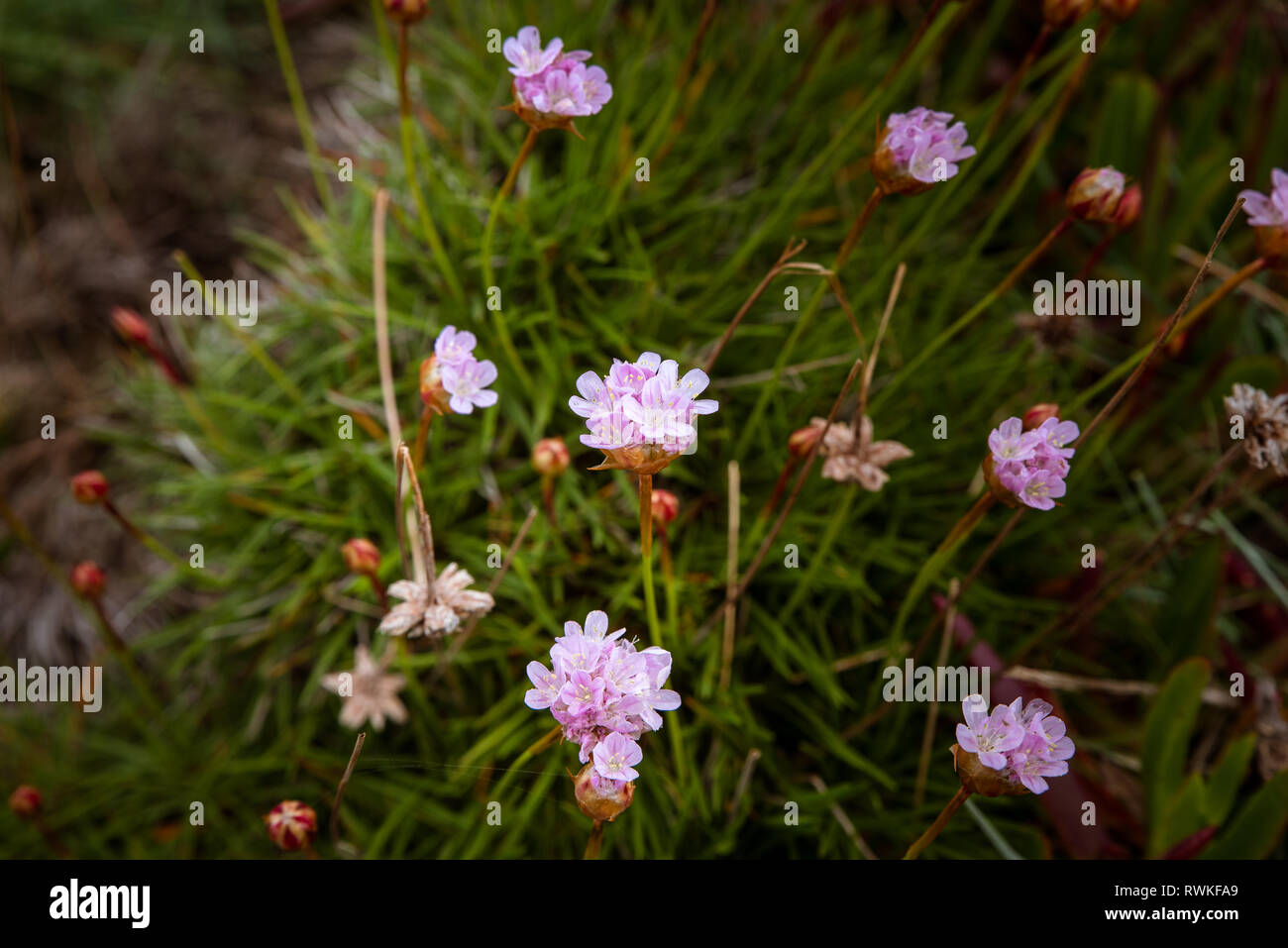 Flora of the oceanic coast of Portugal. Flowers and grass Stock Photo ...