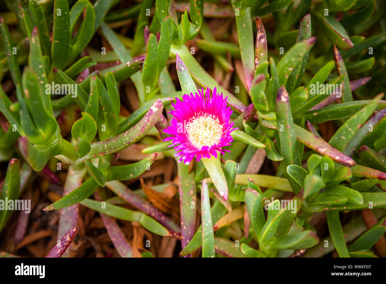 Flora of the oceanic coast of Portugal. Flowers and grass Stock Photo ...