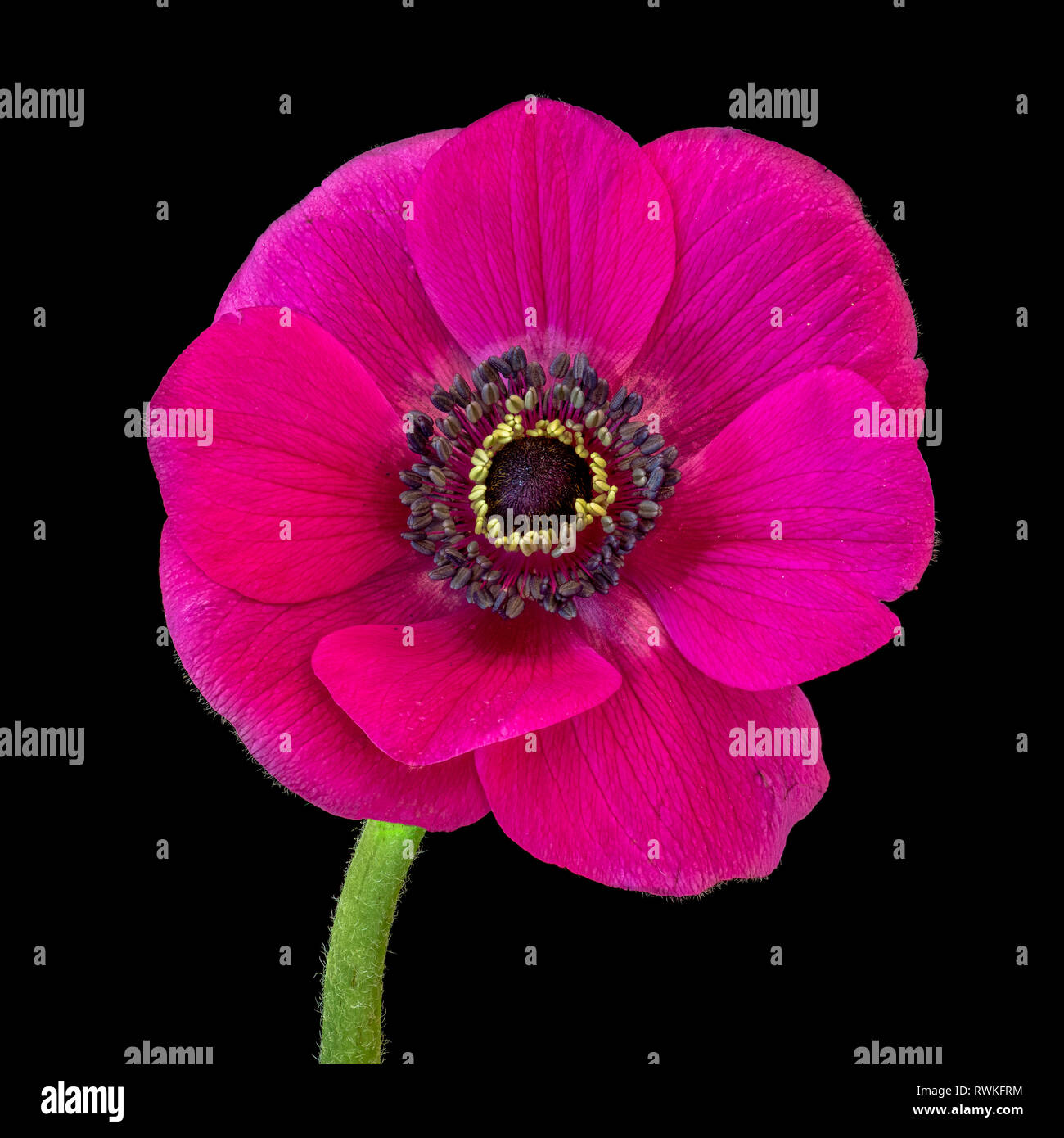 Fine art still life floral macro of a single isolated wide open red ...