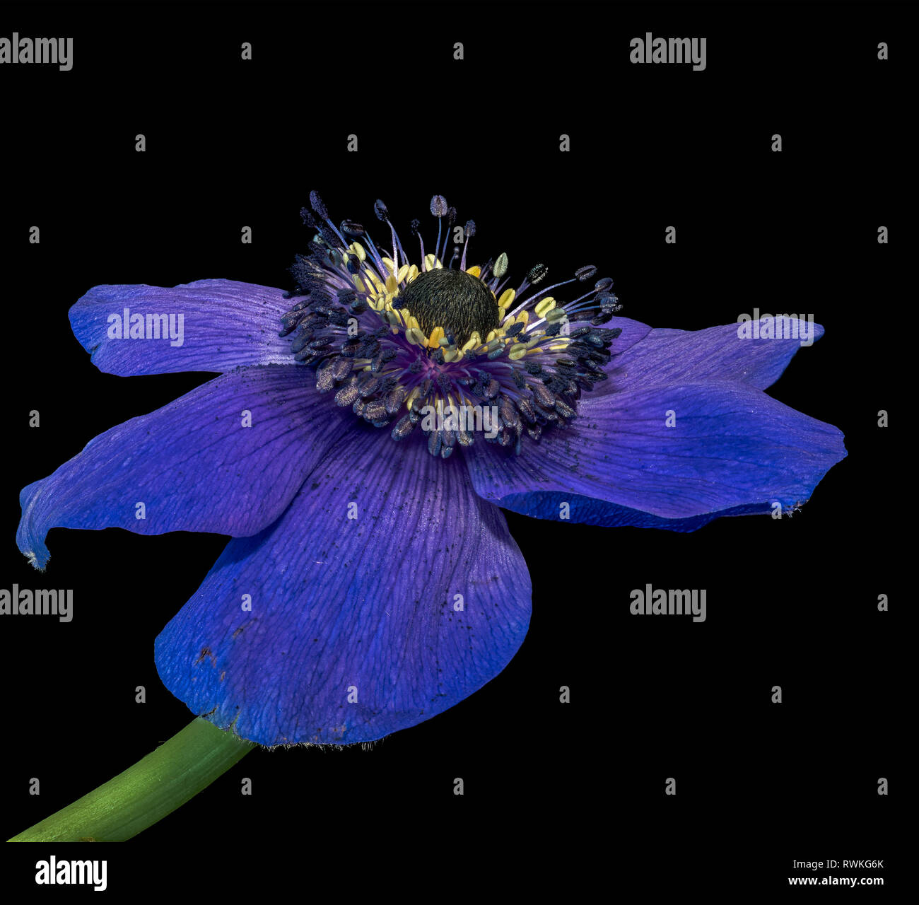 Fine art still life floral macro of a single isolated wide open blue ...