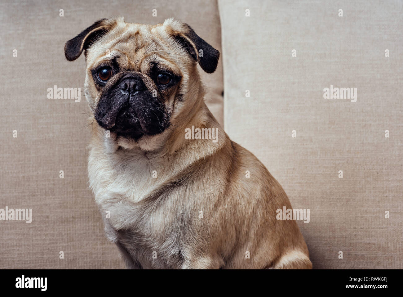 Portrait of young pug dog sitting on the sofa Stock Photo - Alamy