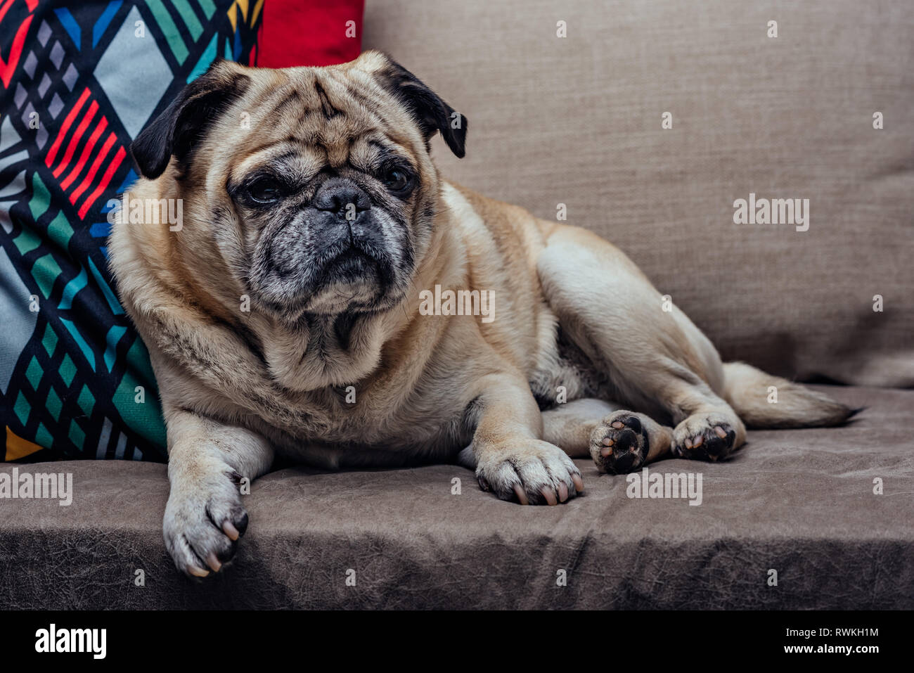 Portrait of a senior pug dog on the sofa Stock Photo - Alamy