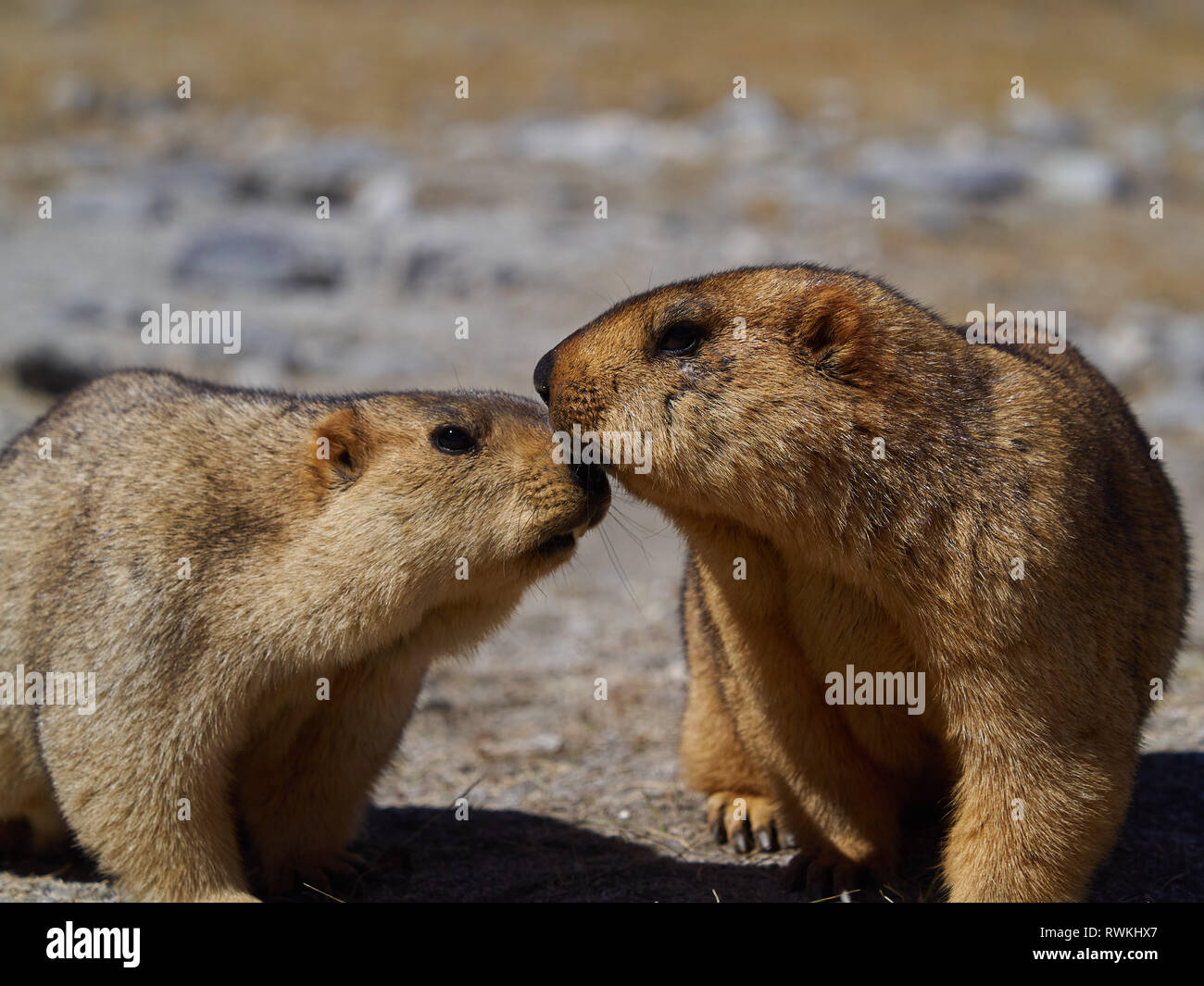 Muzzles hi-res stock photography and images - Alamy