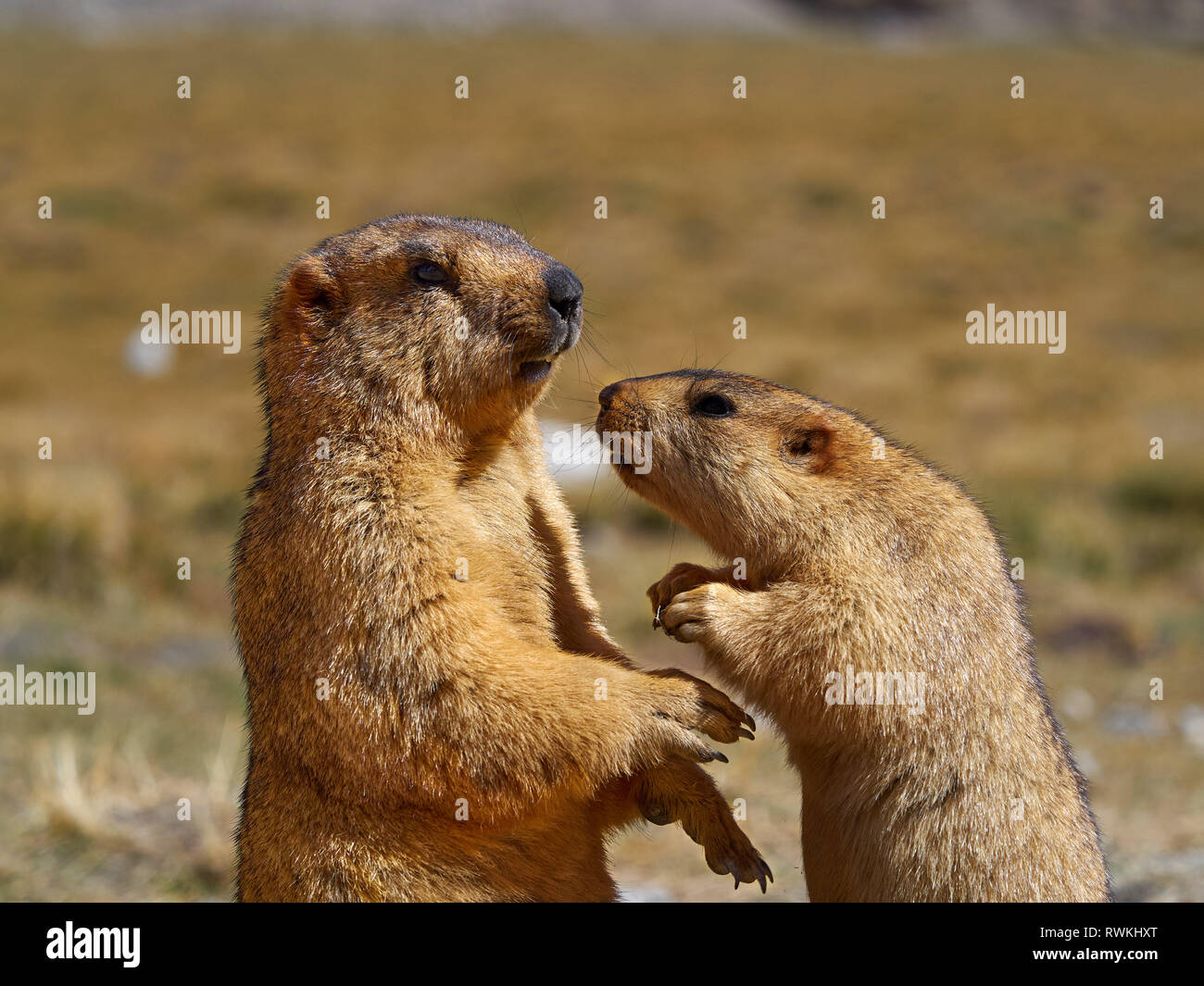 Two groundhogs communicate with each other, little groundhog reaches ...