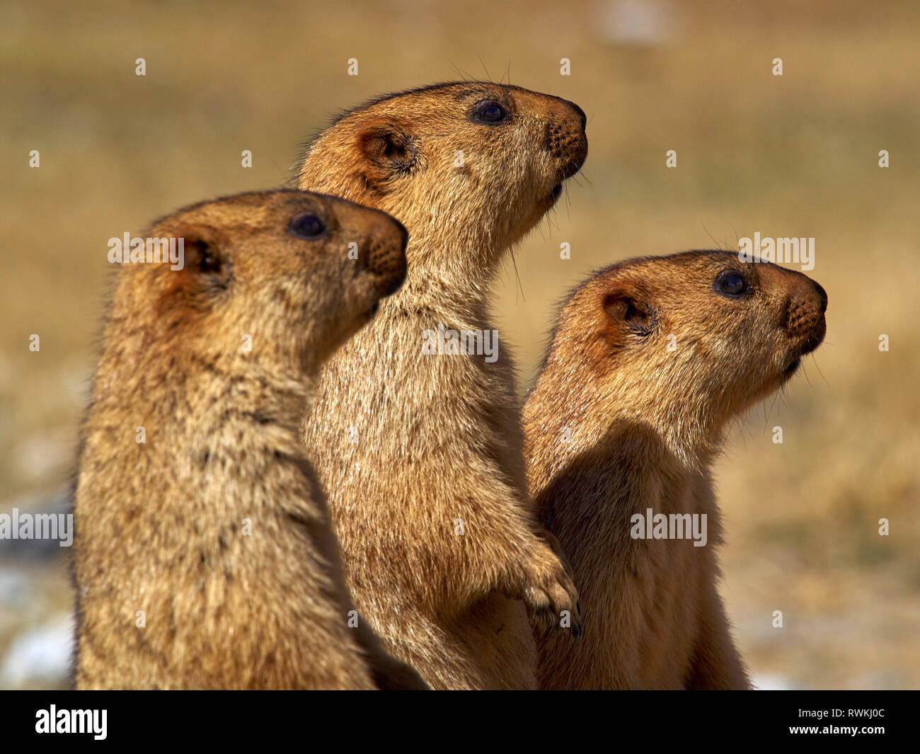 Marmot row hi-res stock photography and images - Alamy