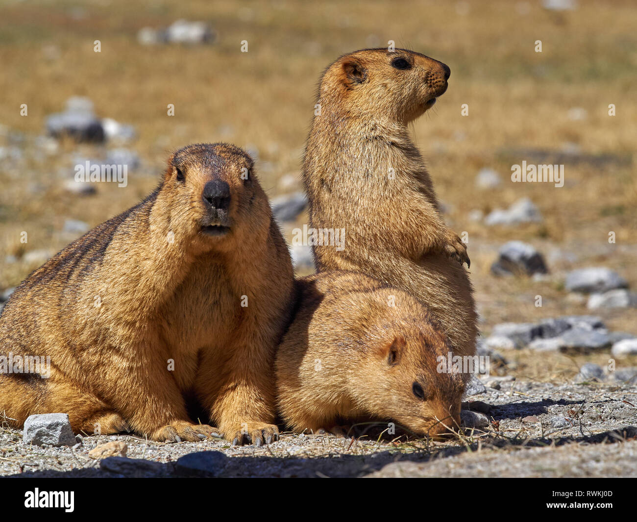 Shot from close range hi-res stock photography and images - Alamy