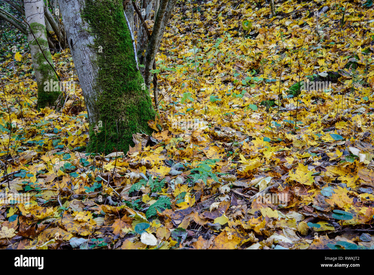 dry tree leaves background texture on the ground in autumn Stock Photo ...