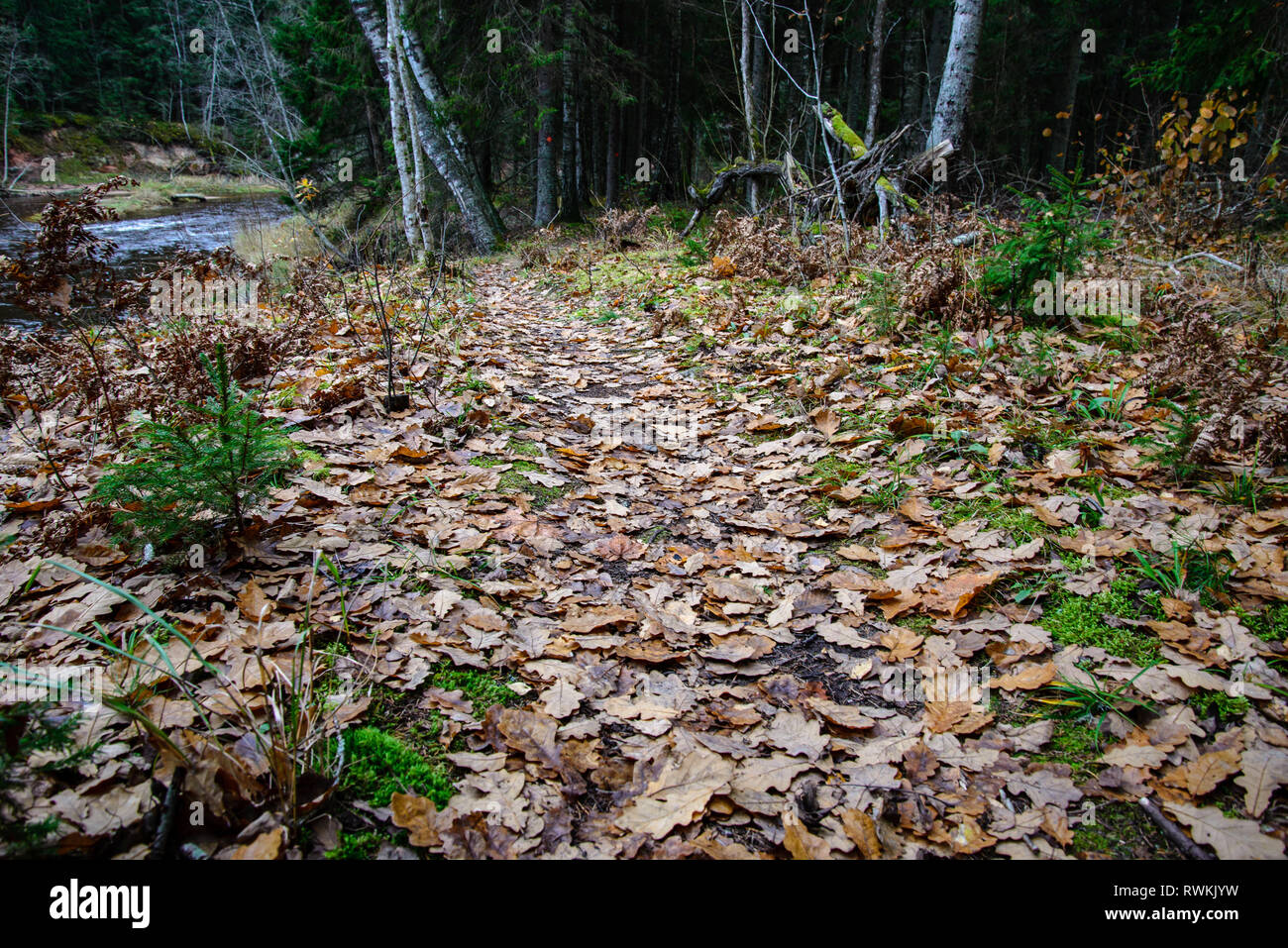 dry tree leaves background texture on the ground in autumn Stock Photo ...