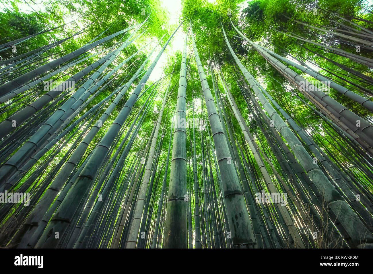Sagano Bamboo Forest, Kyoto, Japan High Resolution Stock Photography ...