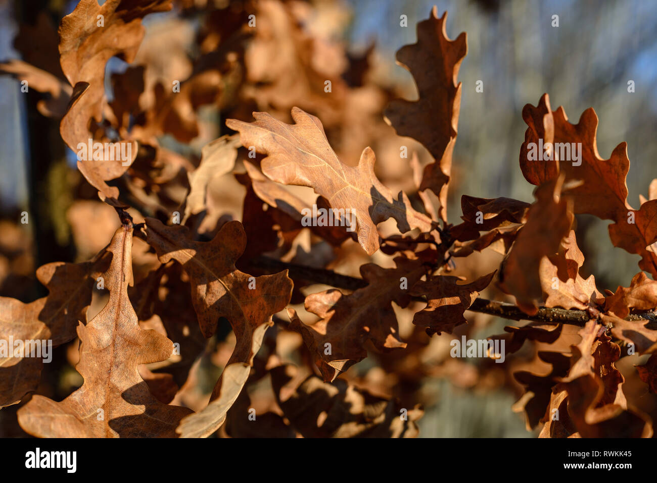 dry tree leaves background texture on the ground in autumn Stock Photo ...
