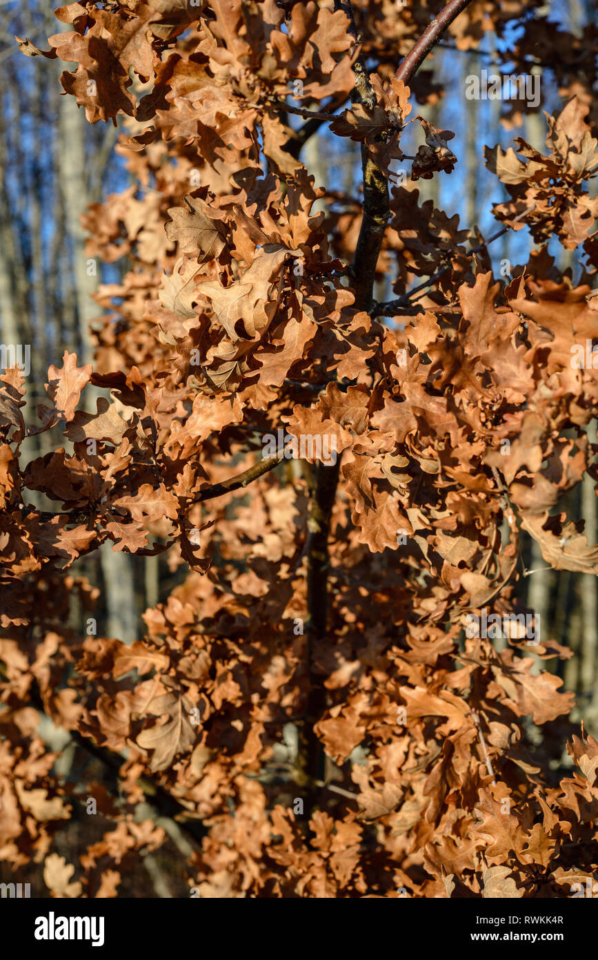 dry tree leaves background texture on the ground in autumn Stock Photo ...