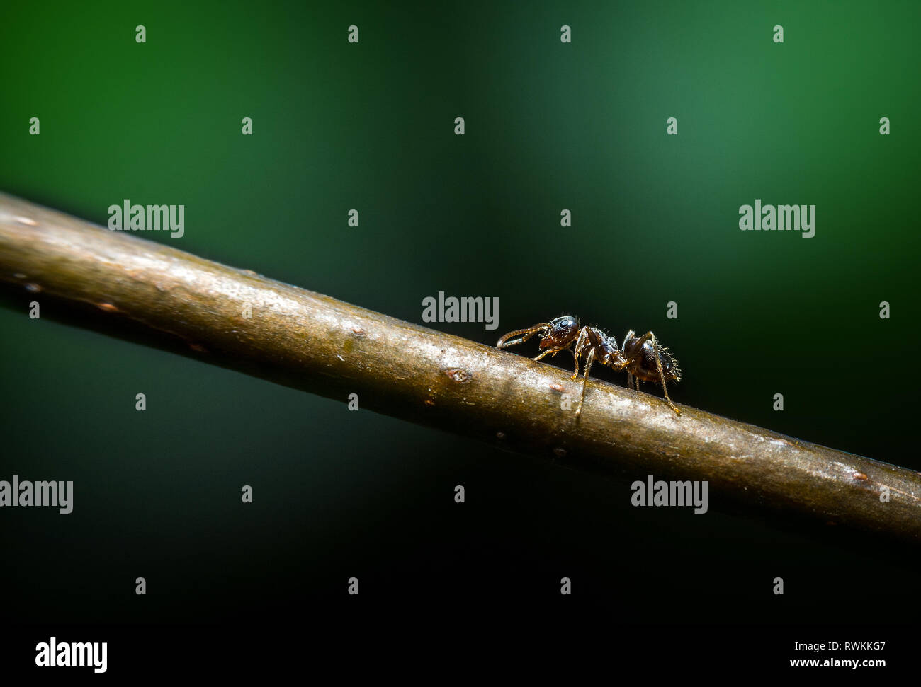 Ant group plant tree hi-res stock photography and images - Alamy