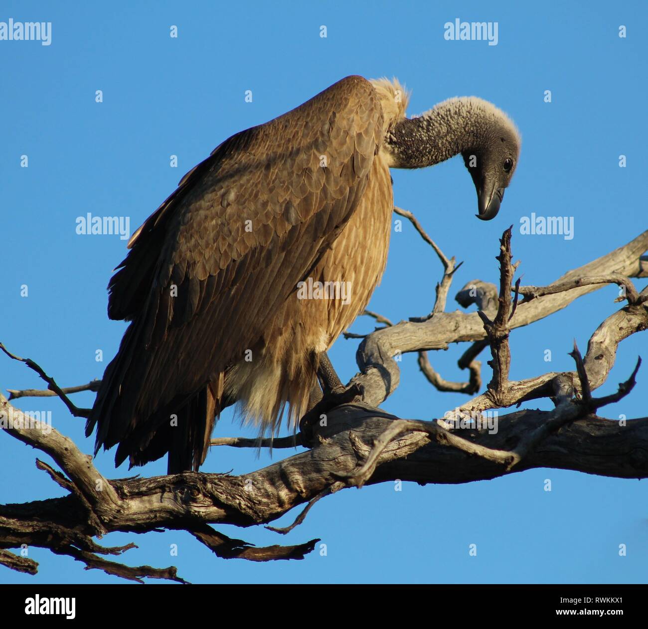 South African Vultures