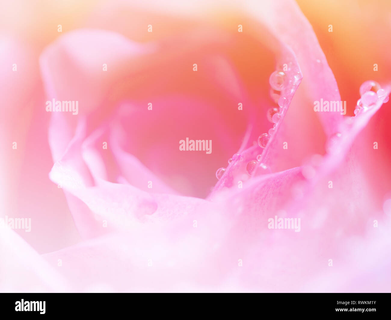 Soft focus of close up beautiful rose flower background. textures of ...