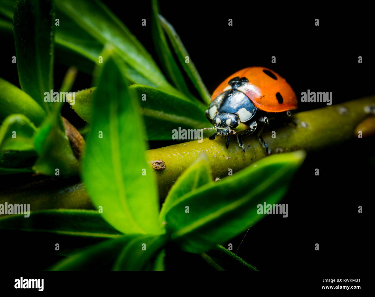 Ladybug antenna hi-res stock photography and images - Alamy