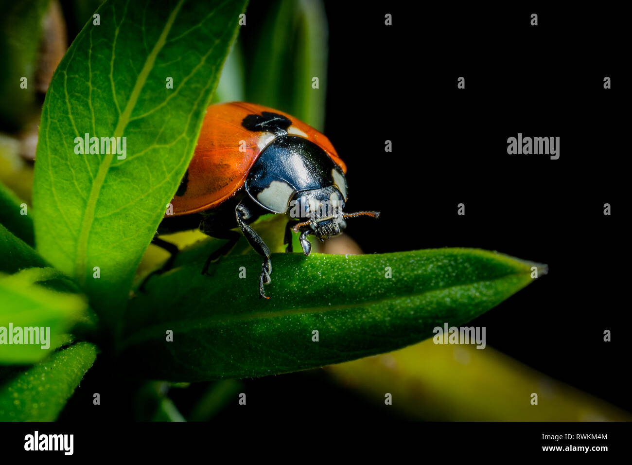 Ladybug antenna hi-res stock photography and images - Alamy