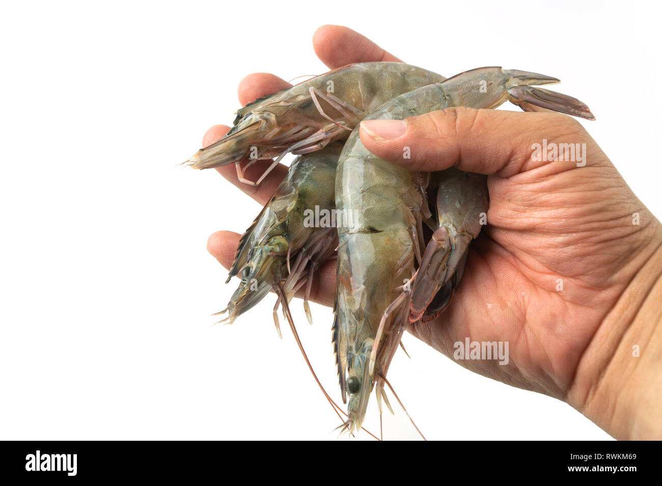 The hands of men are holding group of fresh raw pacific white shrimp on ...