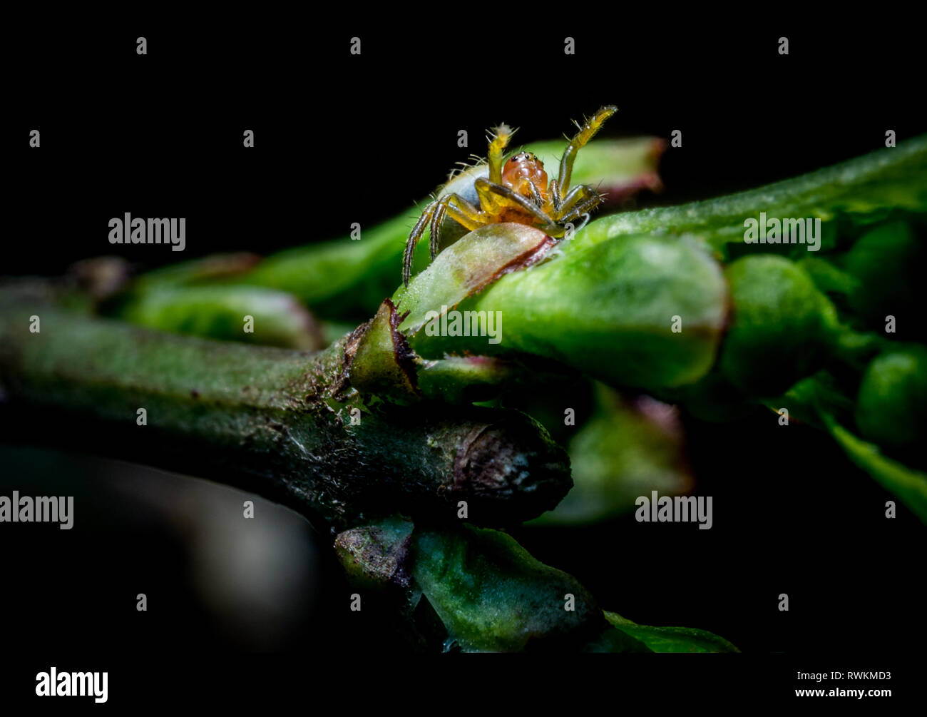 Spider on tree hi-res stock photography and images - Alamy