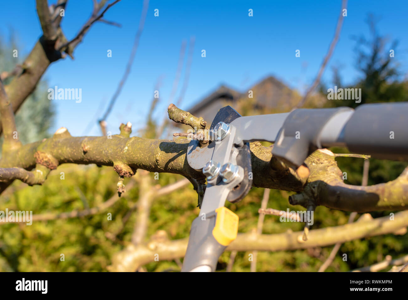 Cutting an apple tree in early spring Stock Photo - Alamy