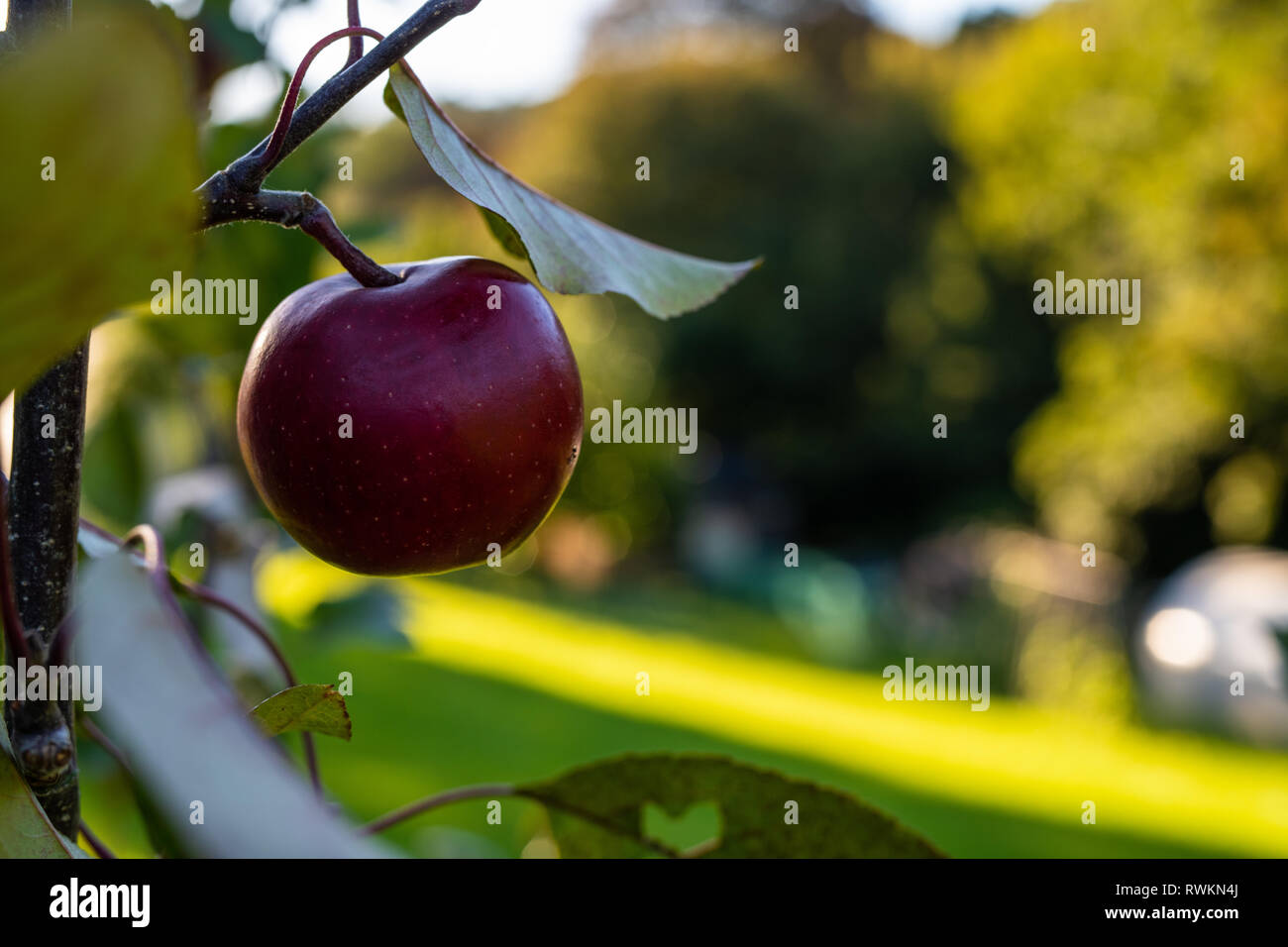 Apple orchard cornwall hi-res stock photography and images - Alamy