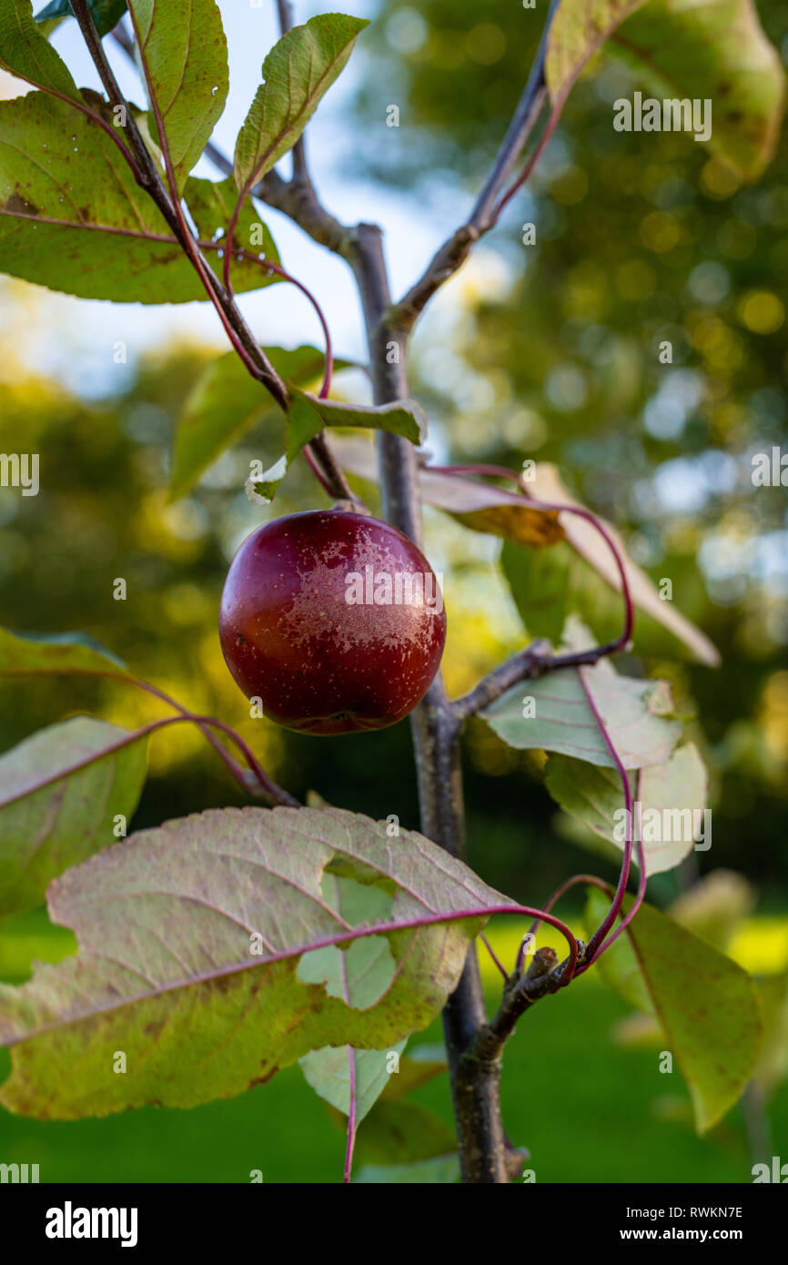 Red Devil Apple tree, Orchard, South East Cornwall Stock Photo - Alamy