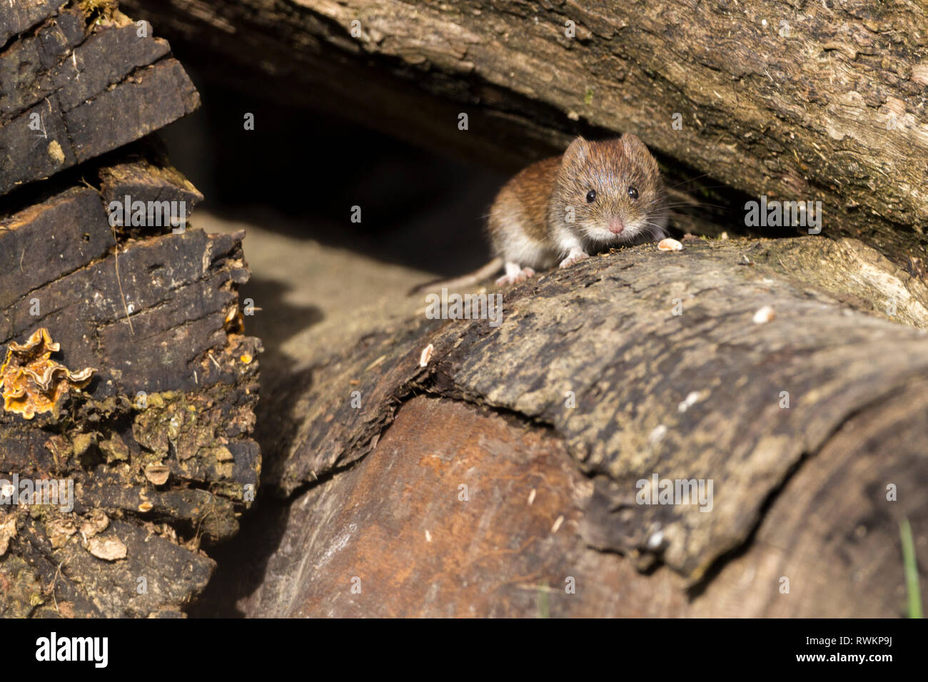 Vole bank (Myodes glareolus) red brown fur upper and creamy white ...