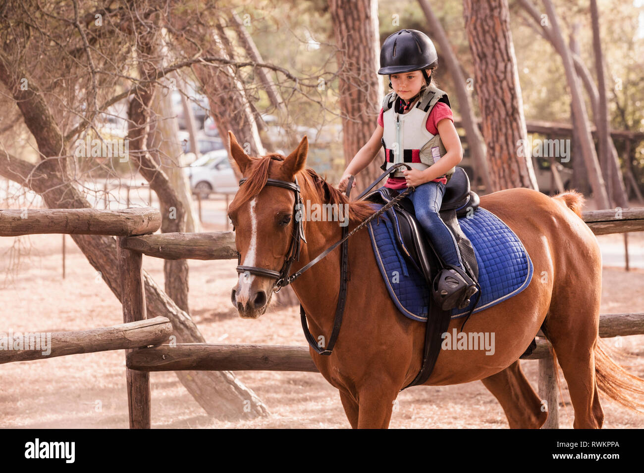 Padded horse hi-res stock photography and images - Alamy