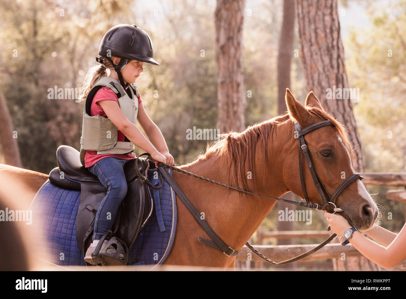 Padded horse hi-res stock photography and images - Alamy