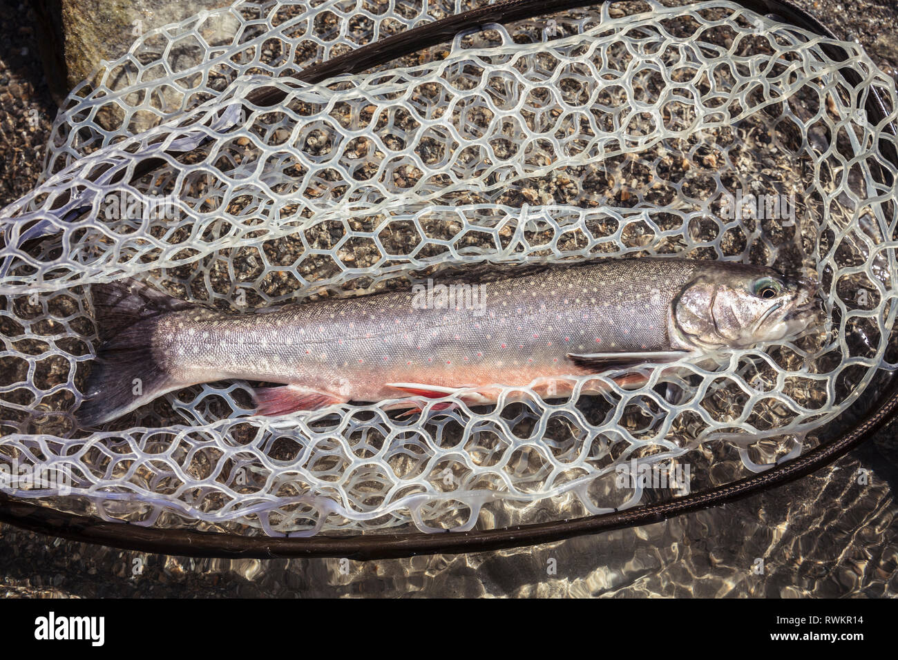 Fishing net full of freshly caught fish hi-res stock photography and ...