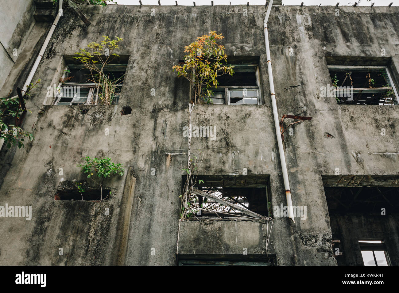 Trees grow in an abandoned building, old ruined industry, factory, warehouse; broken and ...