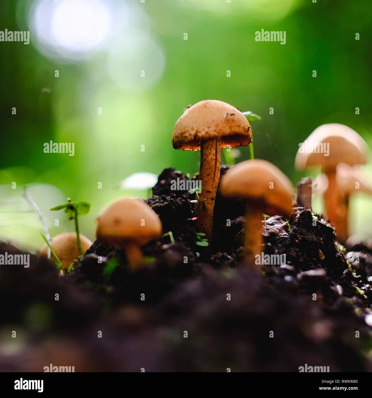 Lots of toadstools hi-res stock photography and images - Alamy