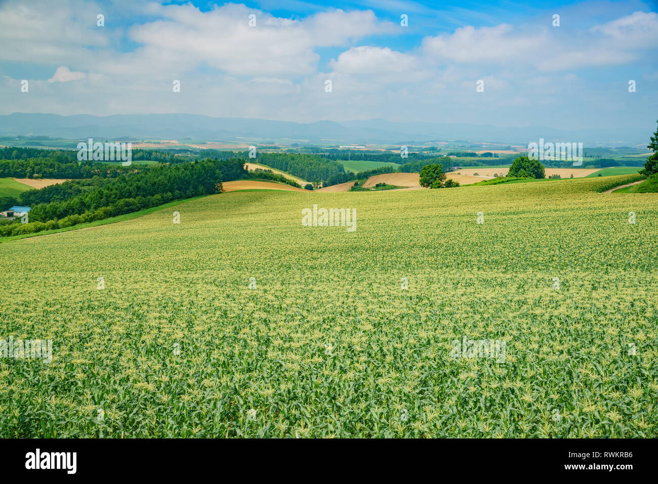 Aerial view a large corn field farm at Furano area, Hokkaido, Japan ...