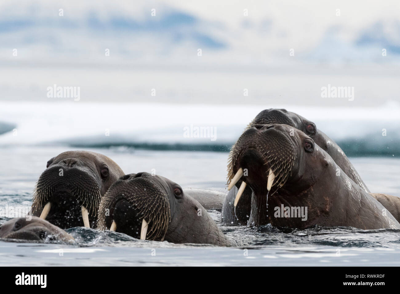 Walruses swimming hi-res stock photography and images - Alamy