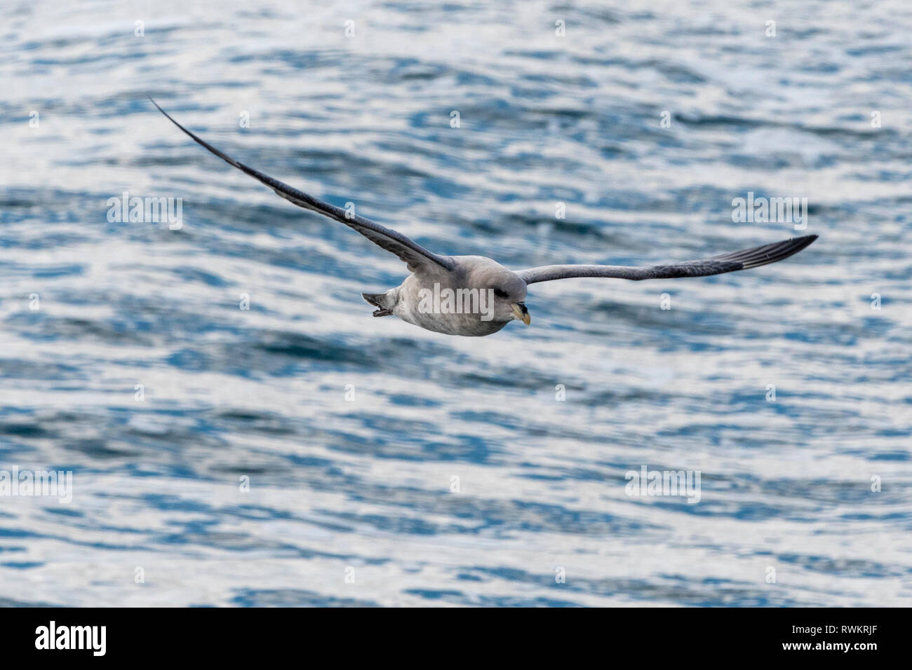 Northern fulmar (Fulmarus glacialis) flying over arctic ocean ...