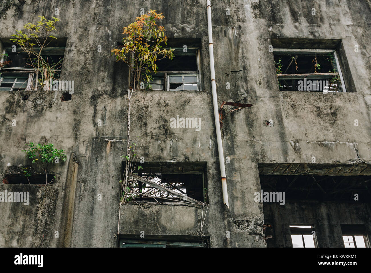 Trees grow in an abandoned building, old ruined industry, factory ...