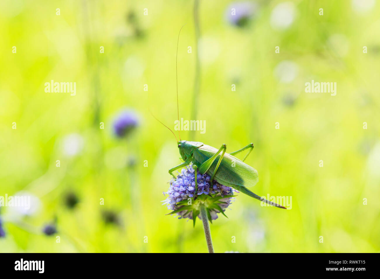 Grasshopper in detail hi-res stock photography and images - Alamy