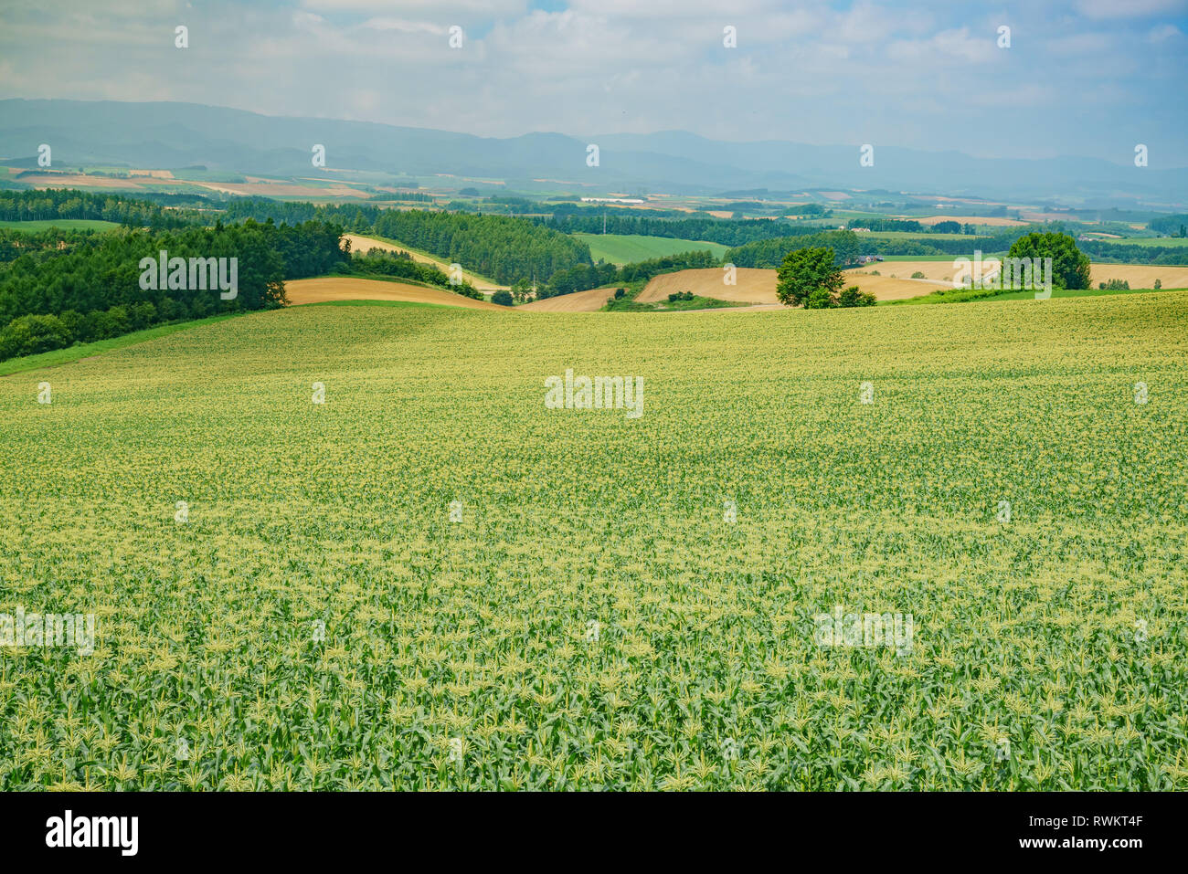 Aerial view a large corn field farm at Furano area, Hokkaido, Japan ...