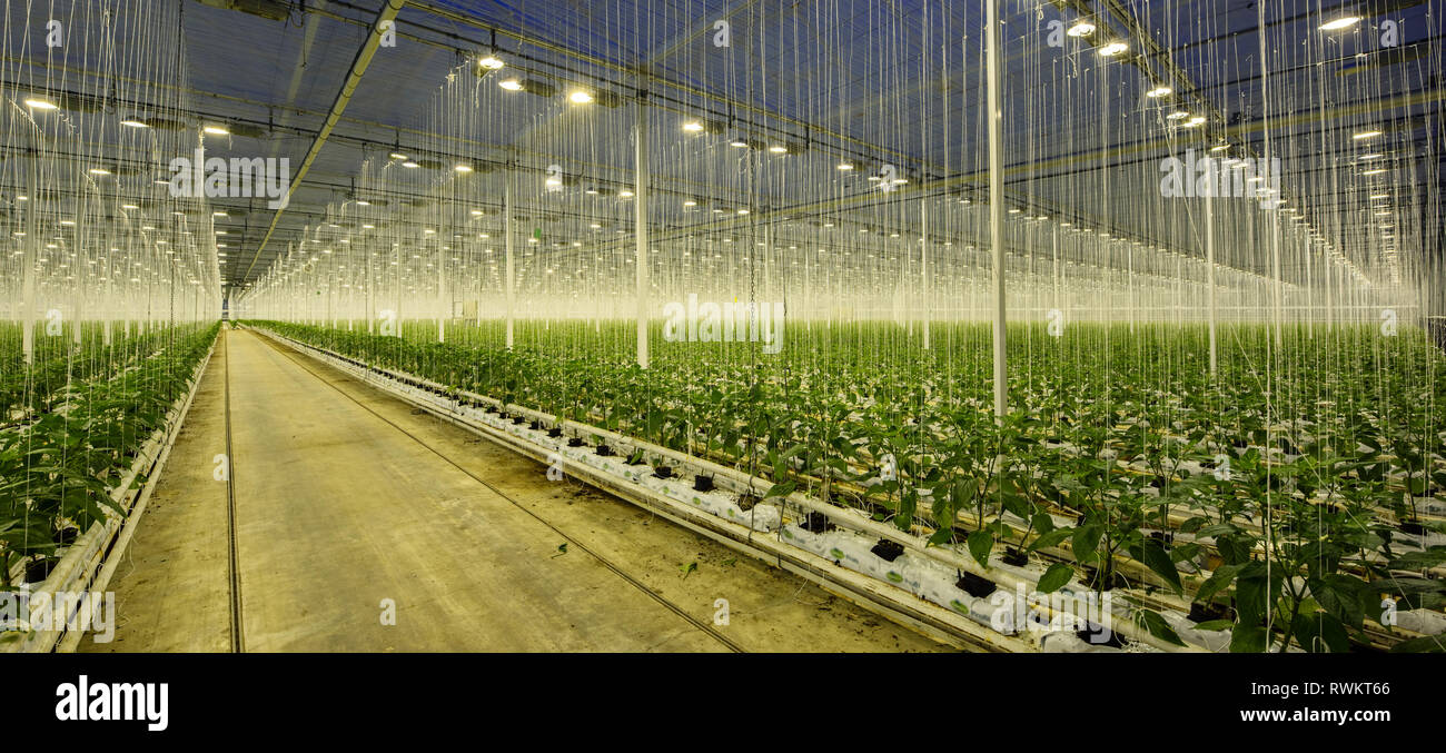 Dutch greenhouse hi-res stock photography and images - Alamy
