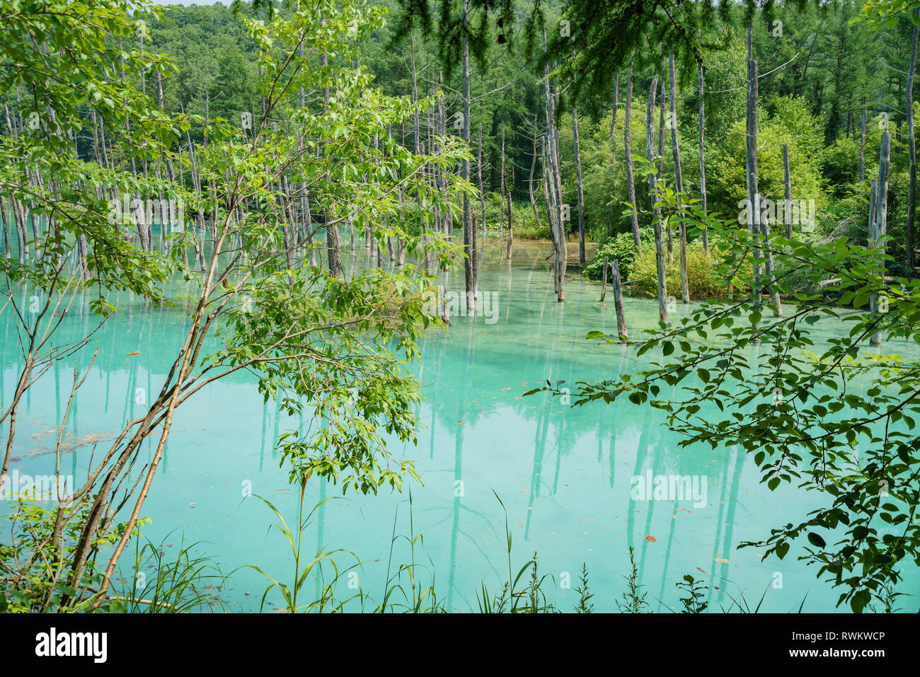 The beautiful Shirogane Blue Pond at Hokkaido, Japan Stock Photo - Alamy