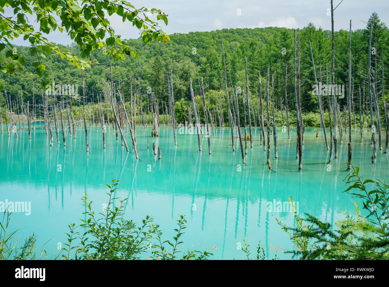 The beautiful Shirogane Blue Pond at Hokkaido, Japan Stock Photo - Alamy