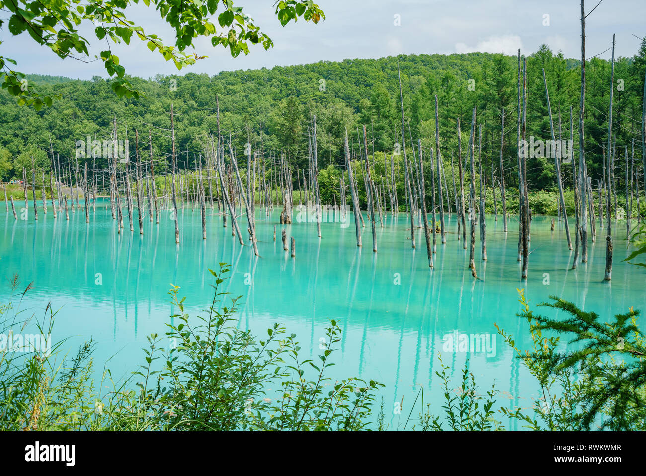 The beautiful Shirogane Blue Pond at Hokkaido, Japan Stock Photo - Alamy