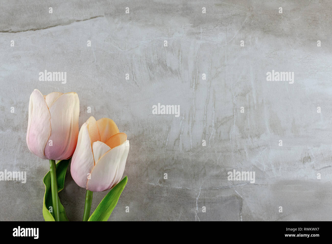 Two tulips on left bottom corner on a stone tile neutral background ...