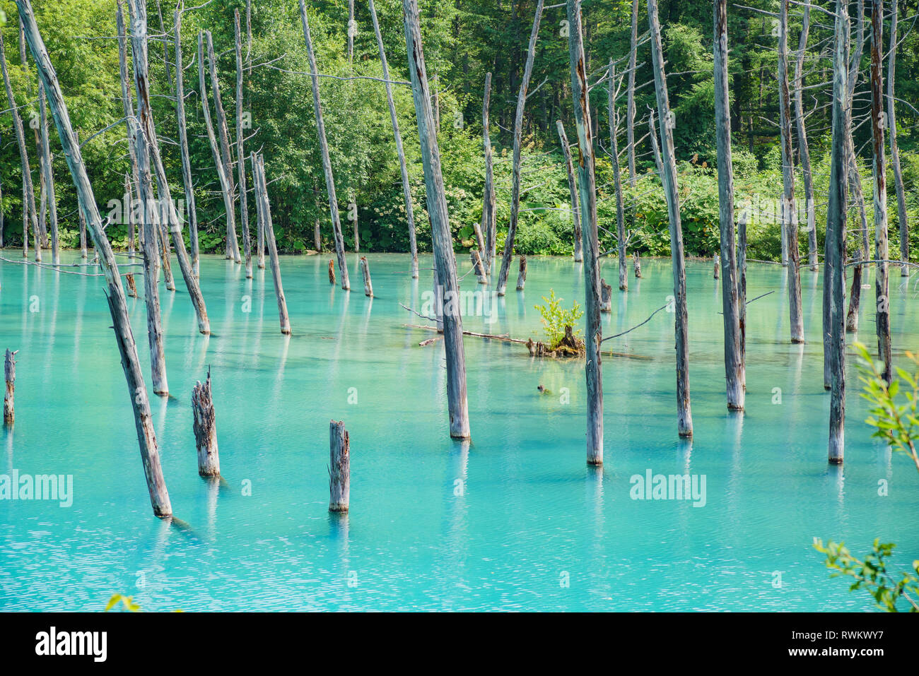 The beautiful Shirogane Blue Pond at Hokkaido, Japan Stock Photo - Alamy