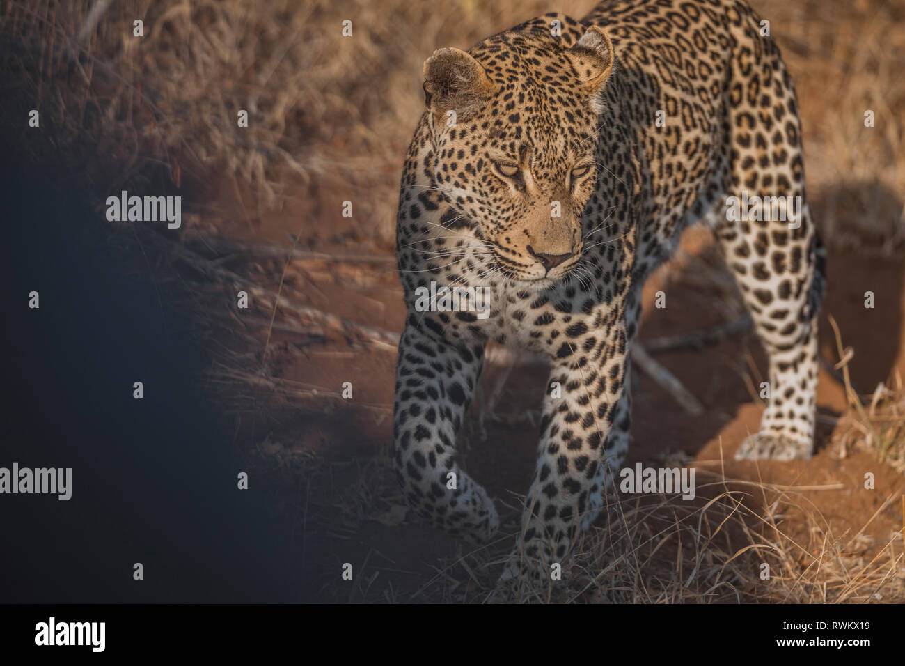 Safari hunter south africa hi-res stock photography and images - Alamy