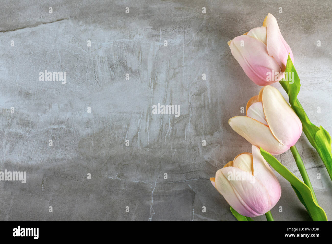 Three tulips in a diagonal line along right side of neutral stone tile ...