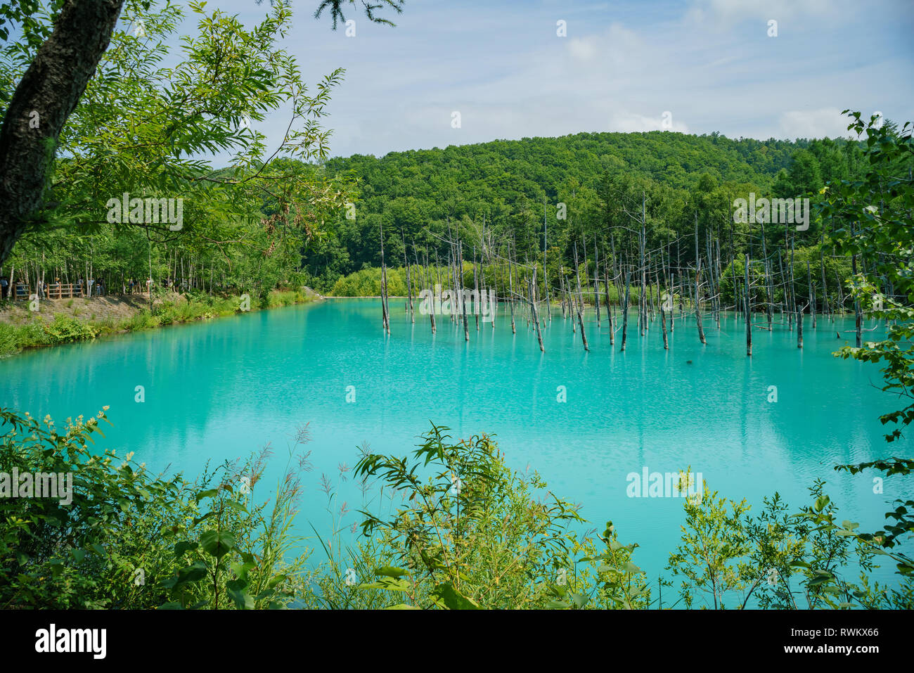 The beautiful Shirogane Blue Pond at Hokkaido, Japan Stock Photo - Alamy