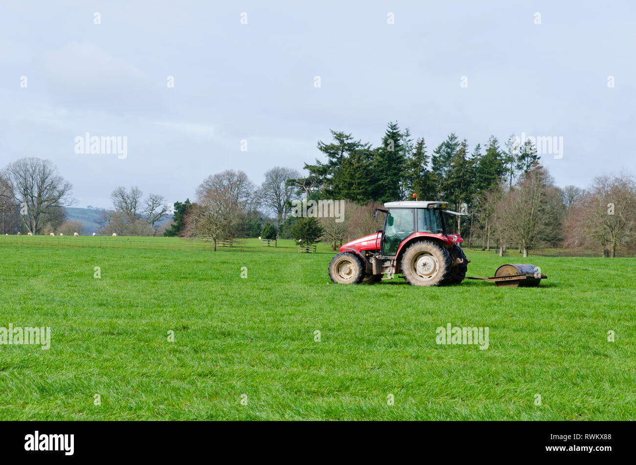 Farmer in Tractor using roller over grassland field. The practice of ...